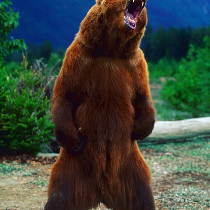 How To Get Along…by “Bear-ing”. | david j burke